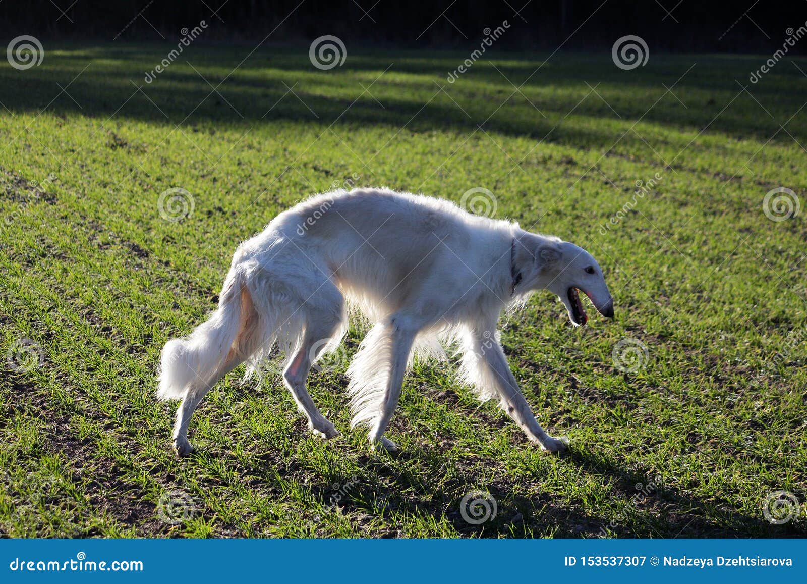 Russian Hound Greyhound in the Field Stock Image - Image of shaggy ...