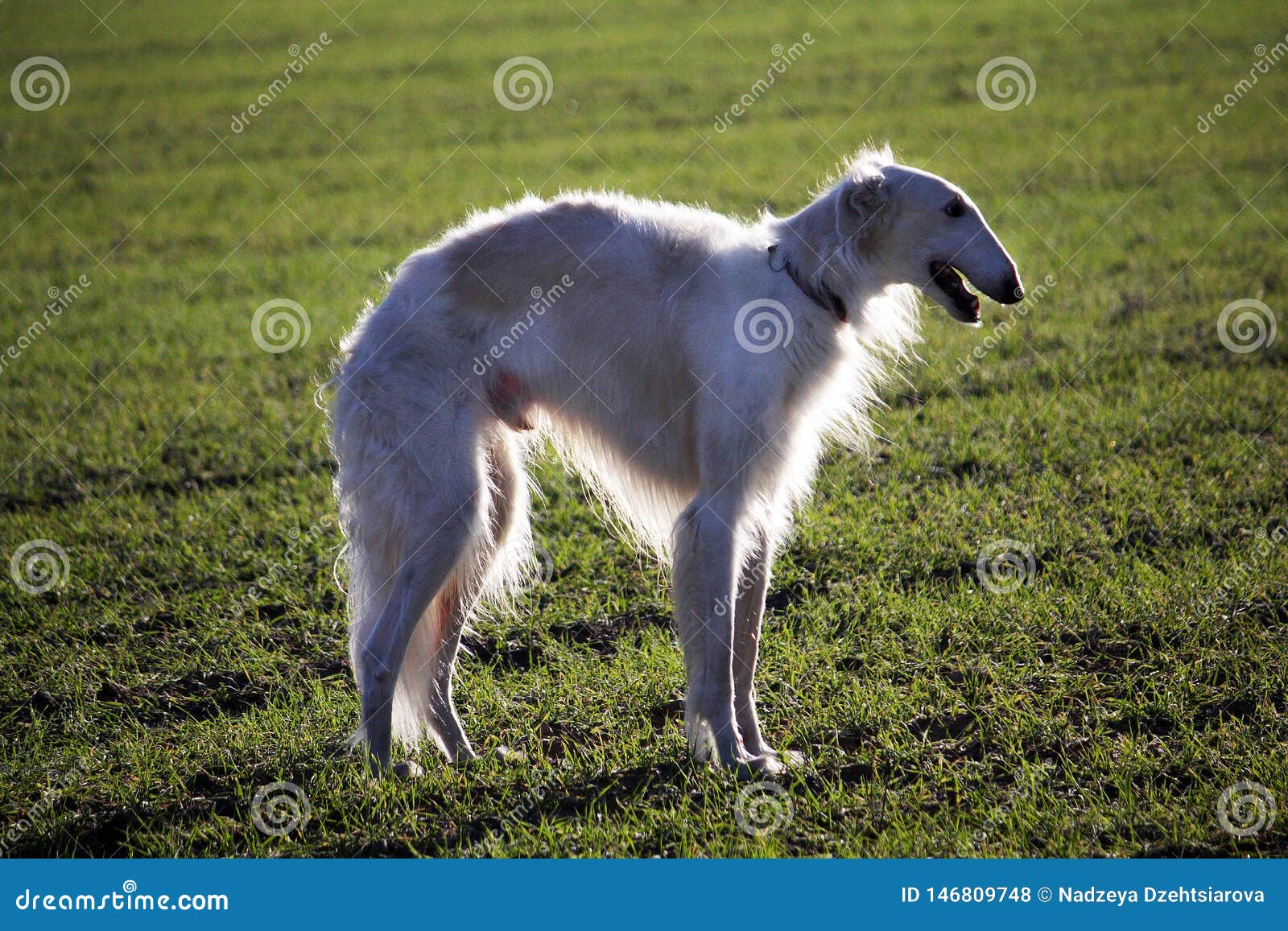 Russian Hound Greyhound in the Field Stock Photo - Image of field ...