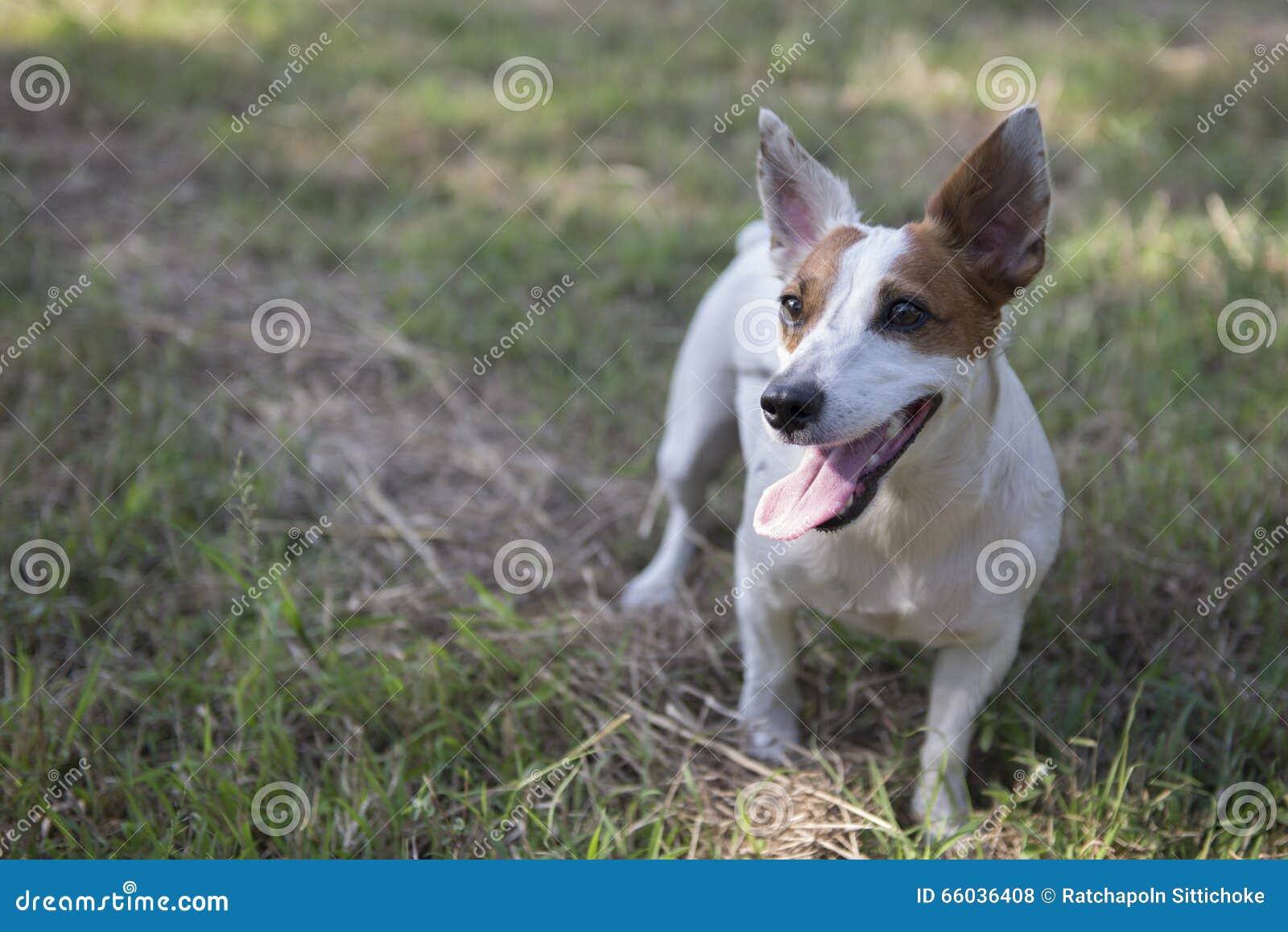 Russian Jack stock photo. Image of purebred, jumping - 66036408