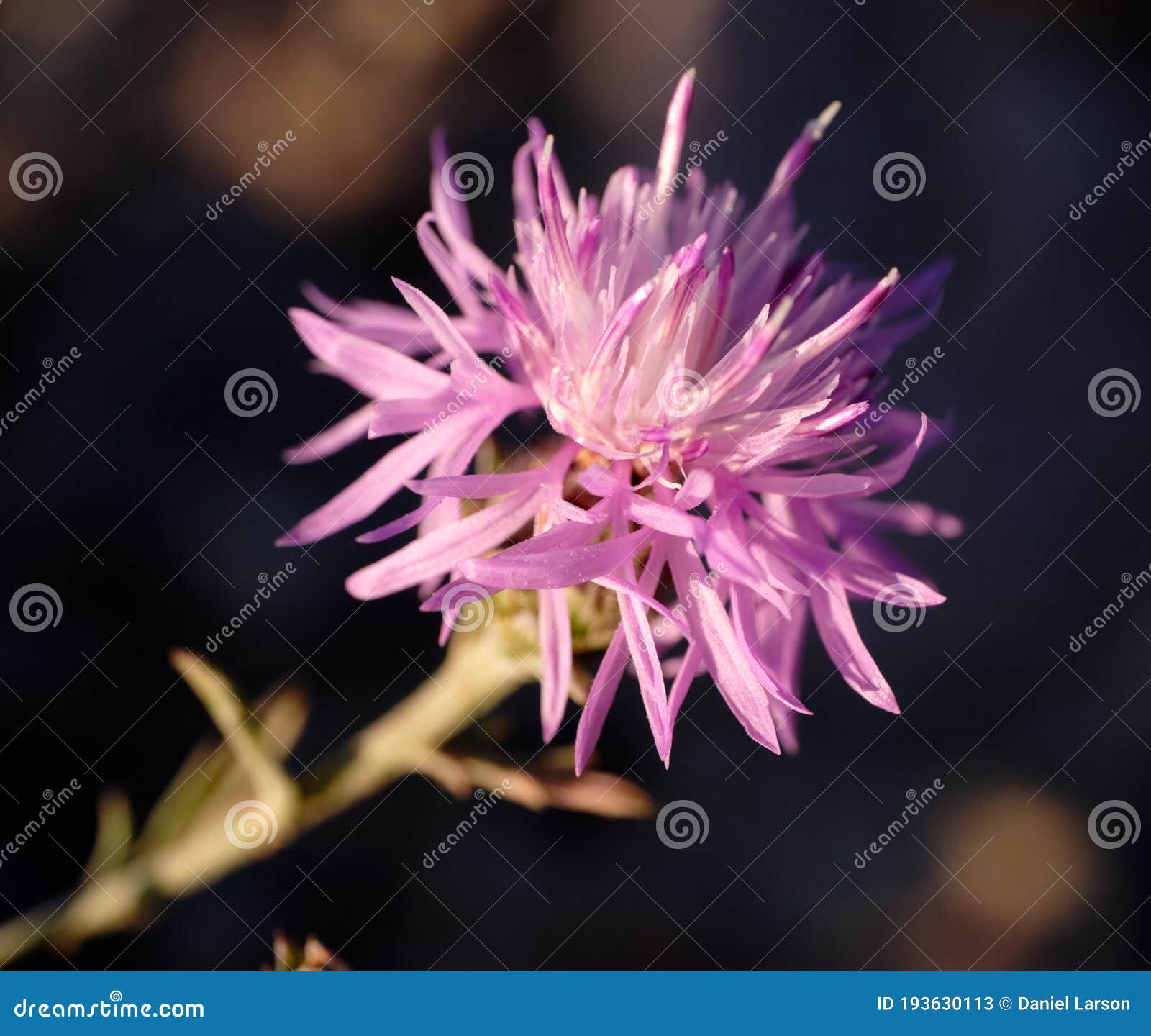 Russian Knapweed stock image. Image of russian, repens - 193630113