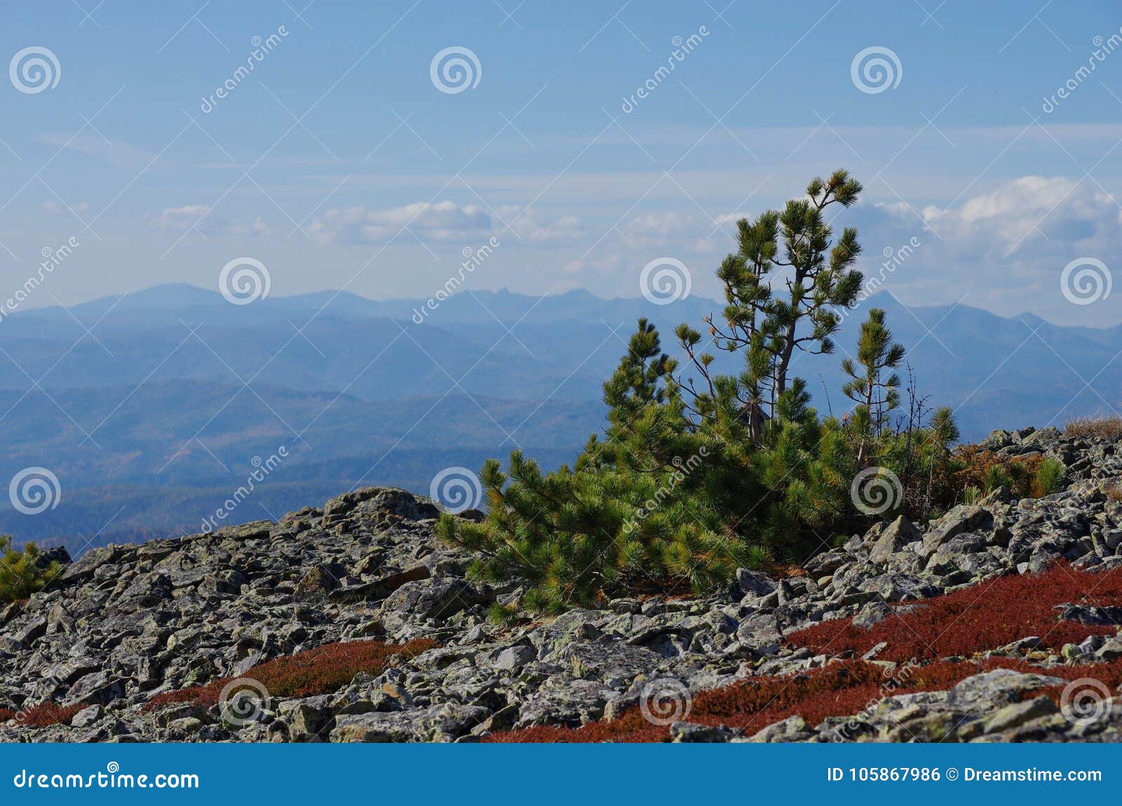 The Russian Mountain. Trees and Mountain Stock Photo - Image of ...
