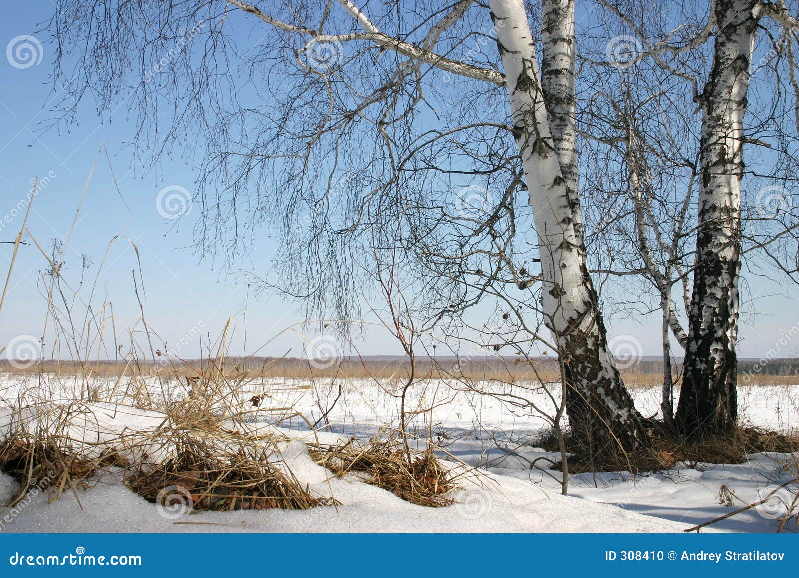 Russian nature stock photo. Image of scene, melt, forest - 308410