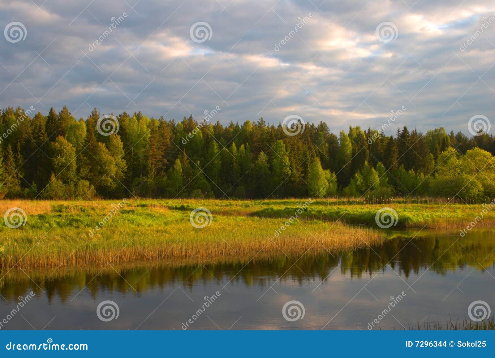 Russian nature stock photo. Image of forest, nature, wild - 7296344