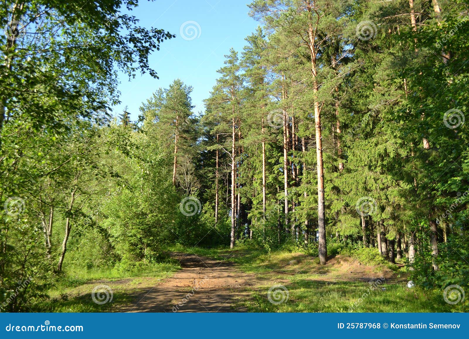 Russian Nature - Pine Forest in Summer Stock Photo - Image of russian ...