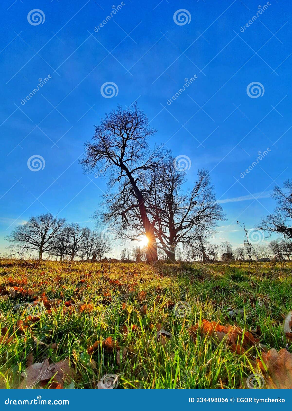 Russian oak stock photo. Image of branch, cloud, meadow - 234498066