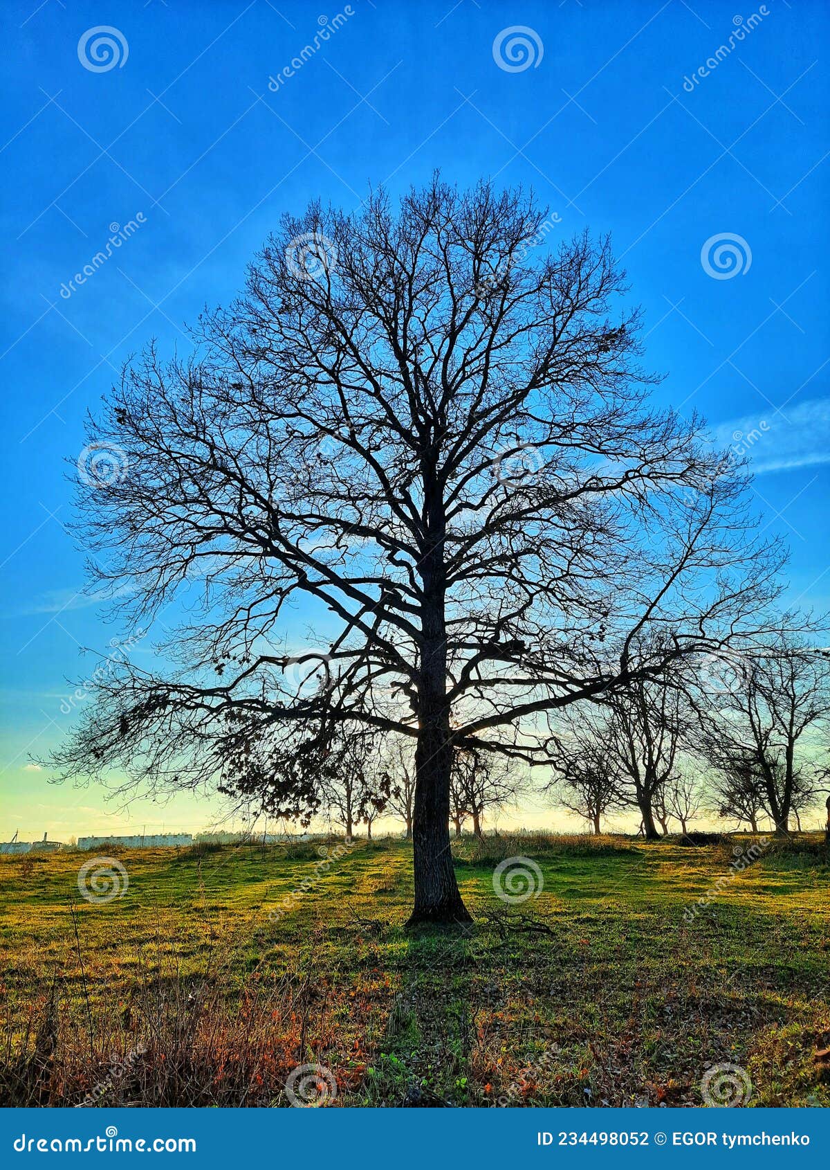 Russian oak stock photo. Image of trees, peace, autumn - 234498052