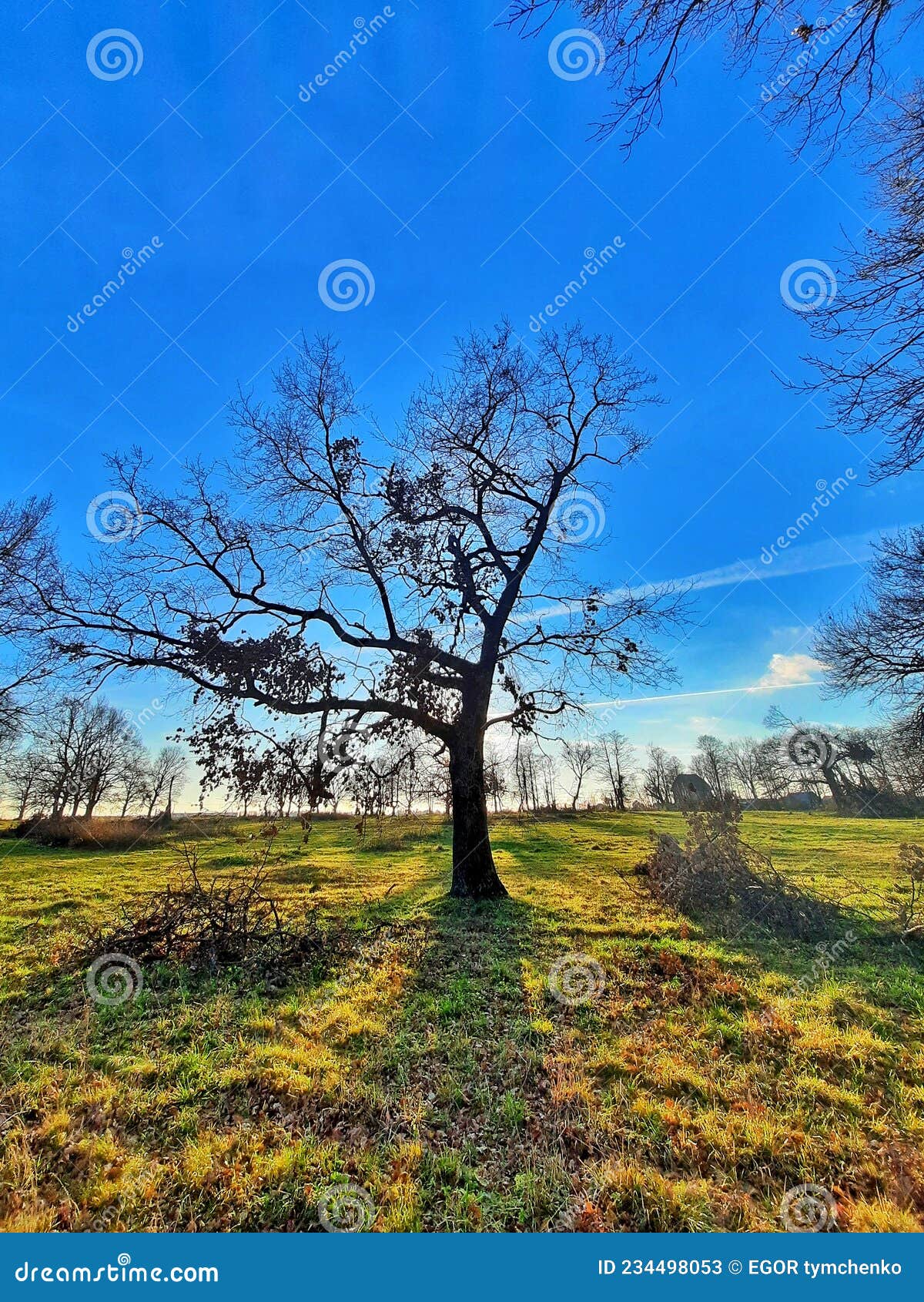 Russian oak stock image. Image of trees, grass, woodland - 234498053