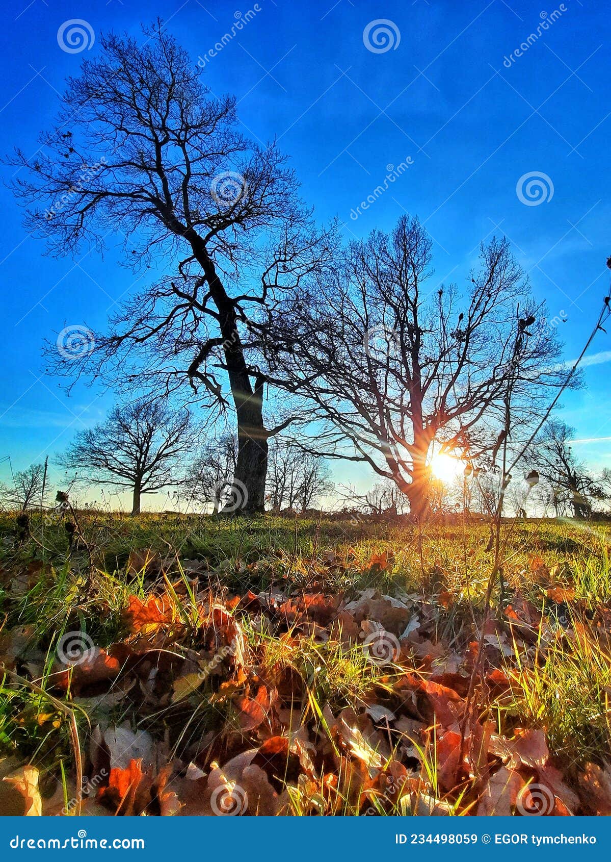 Russian oak stock image. Image of nature, woodland, morning - 234498059