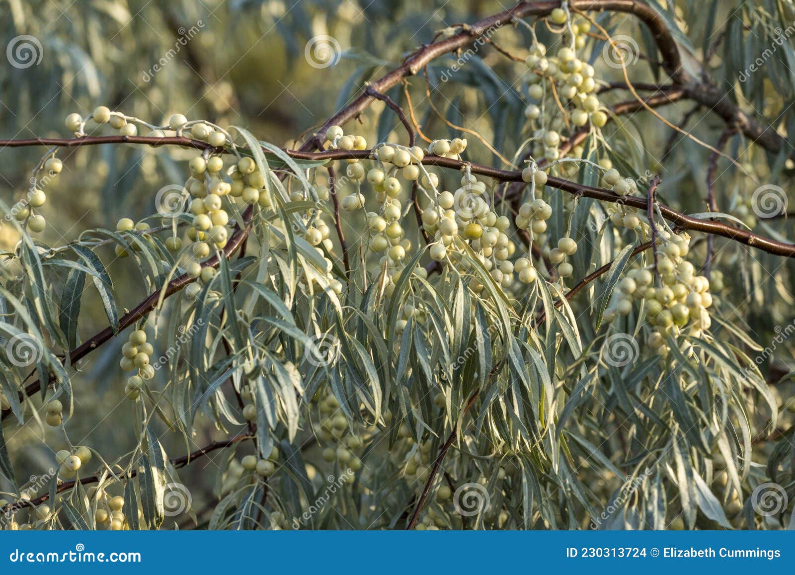 Russian Olives Still on the Tree in Golden Evening Light Stock Photo ...