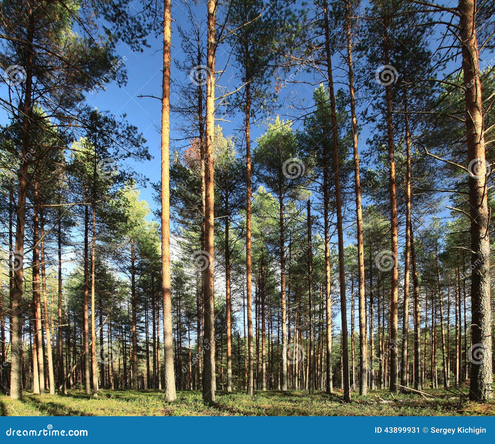 Russian Pinewood Green Deep Forest Stock Image - Image of environmental ...