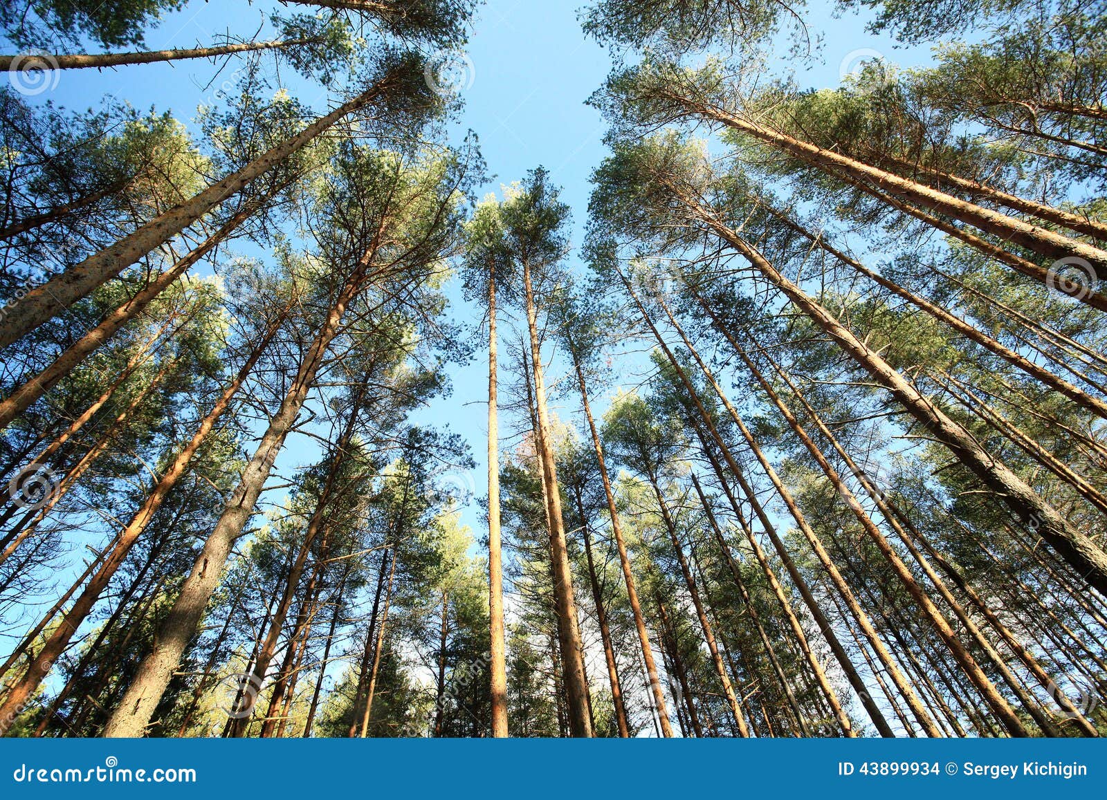 Russian Pinewood Green Deep Forest Stock Photo - Image of leaves, park ...