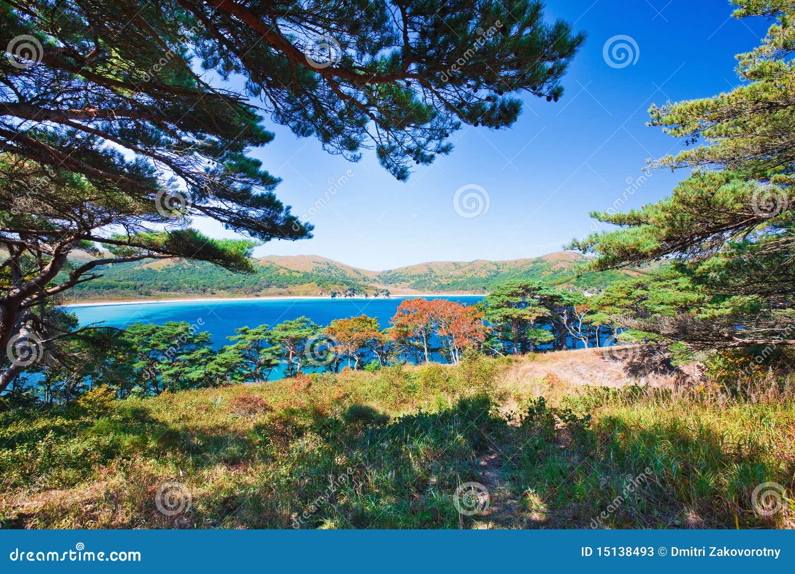 Russian Primorye Coastline Coastal Cedar Stock Image - Image of japan ...