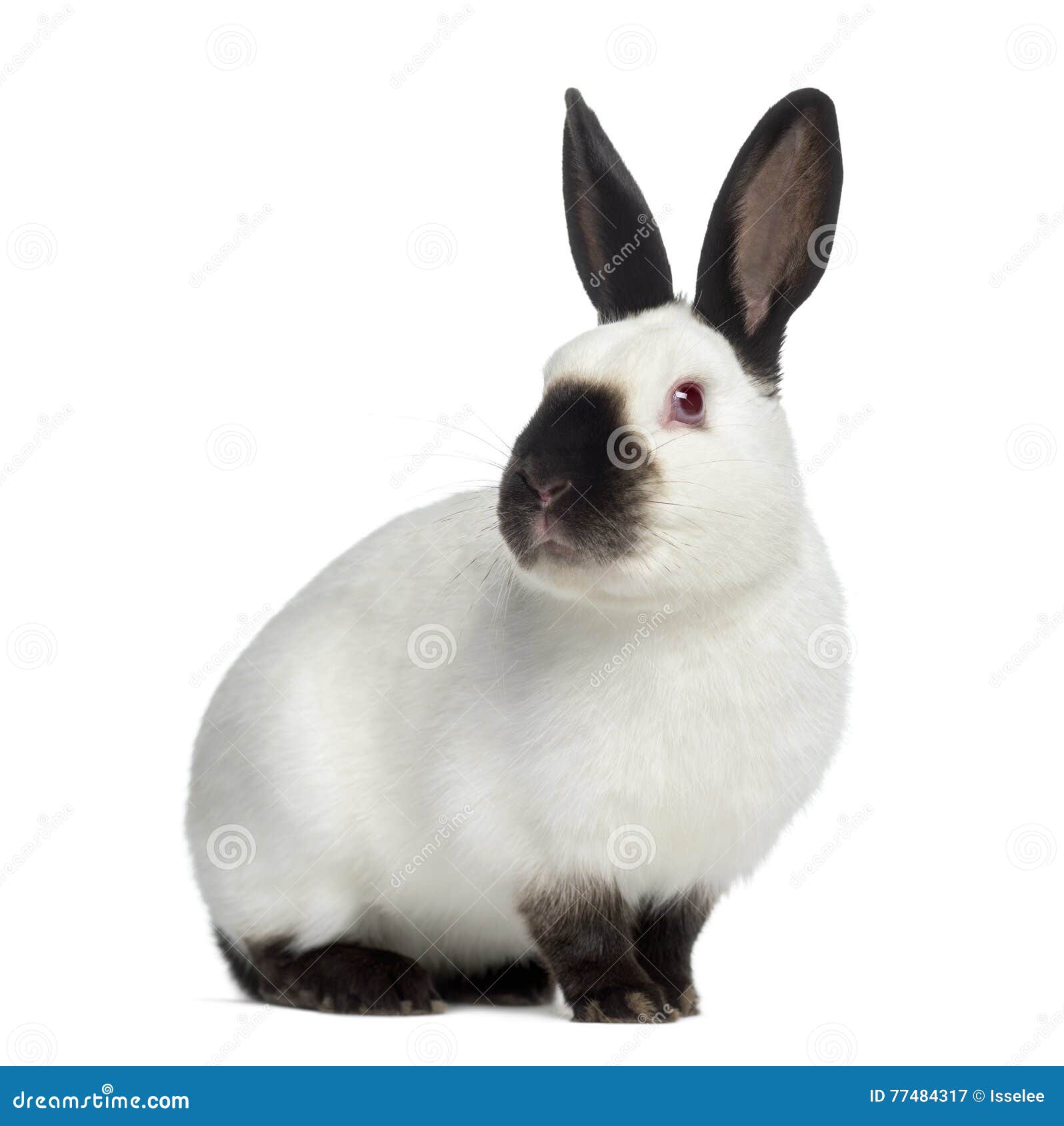 Russian rabbit stock image. Image of mammal, white, people - 77484317