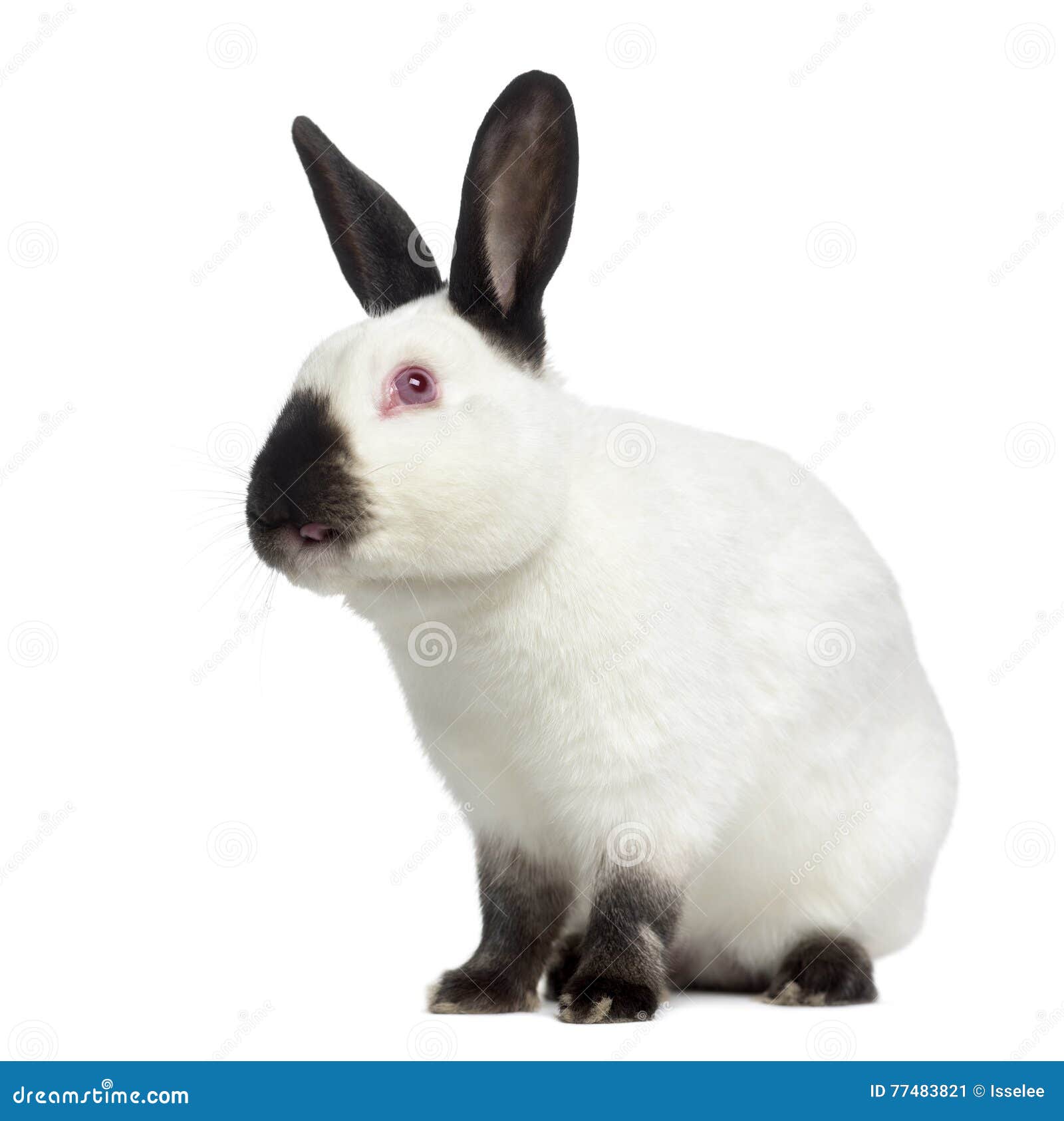Russian rabbit looking up stock image. Image of shot - 77483821