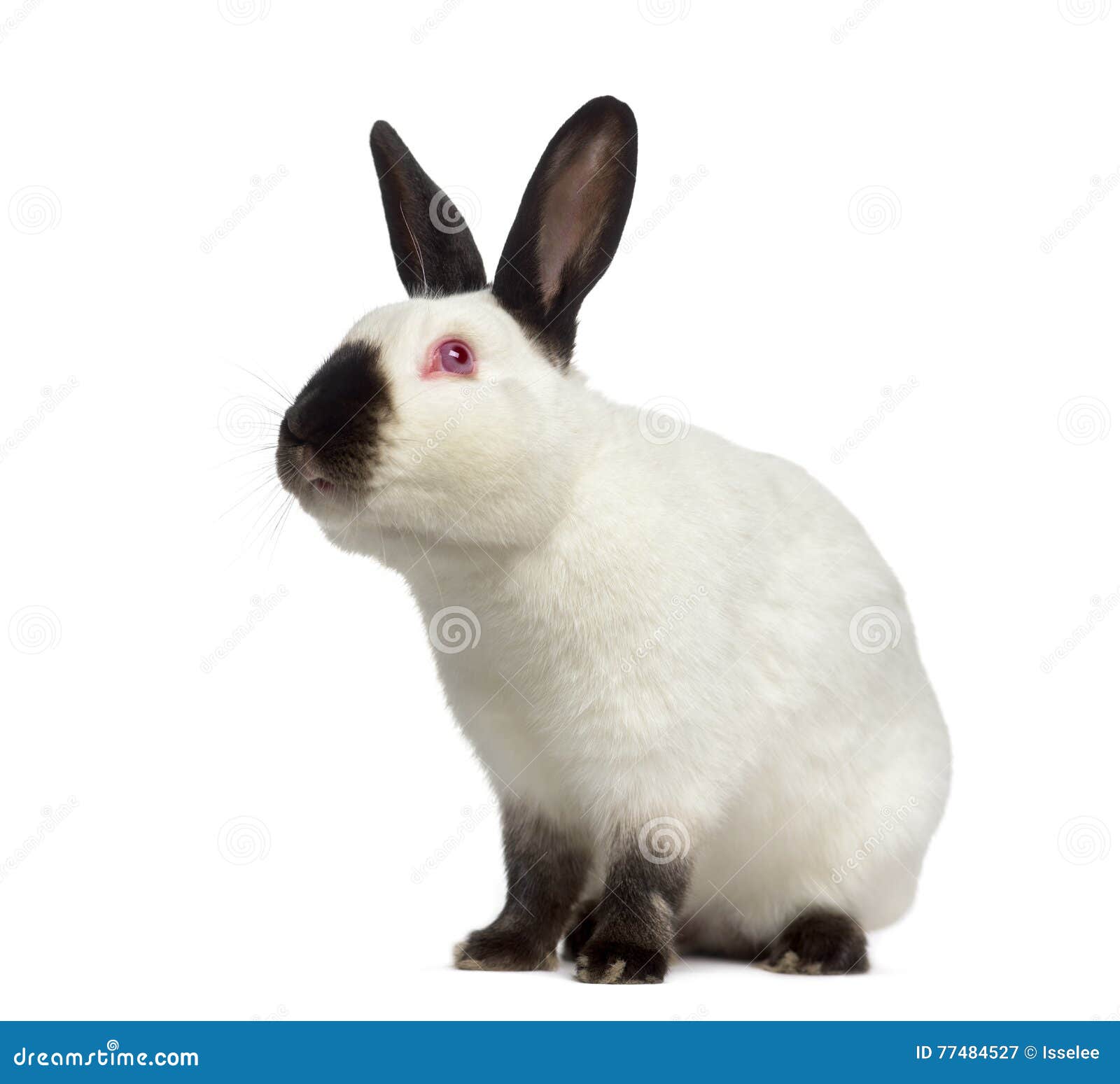 Russian rabbit, looking up stock image. Image of vertebrate - 77484527