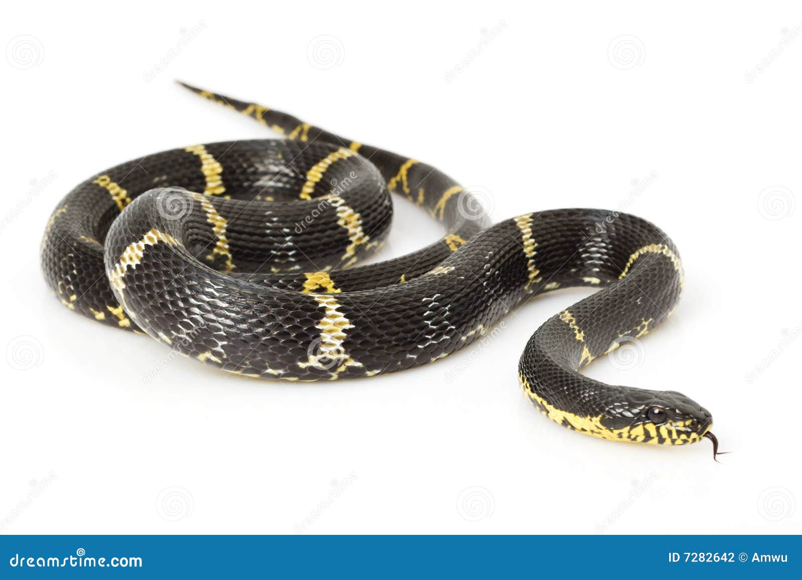Russian Rat Snake stock photo. Image of biology, stalking - 7282642