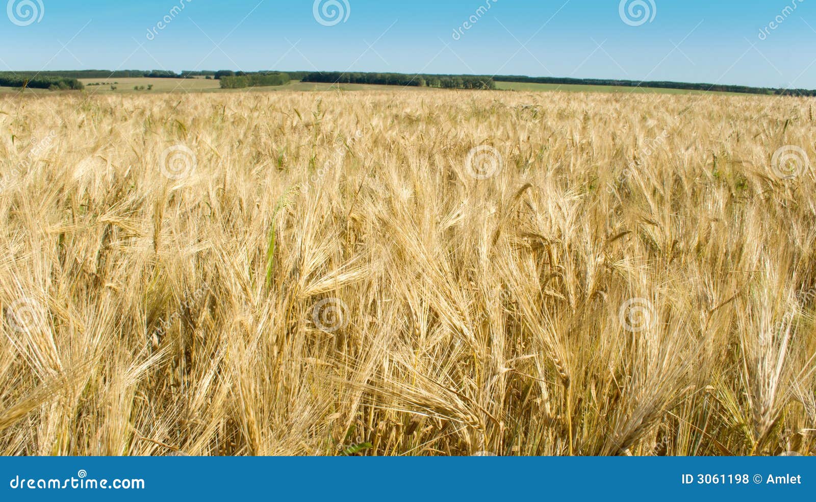 Russian Rye Field stock photo. Image of base, nature, beautiful - 3061198