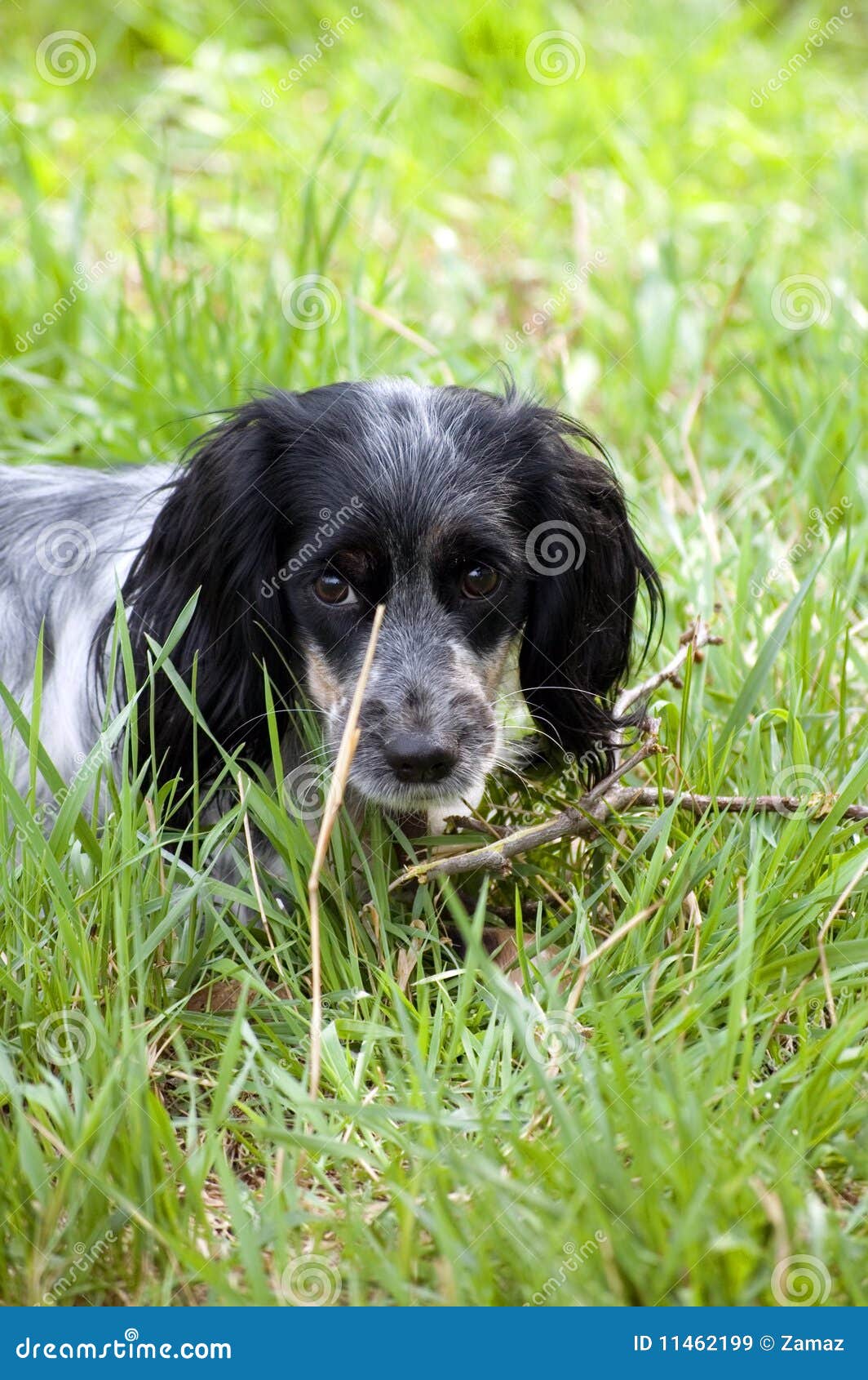 Russian spaniel stock image. Image of white, green, hunting - 11462199
