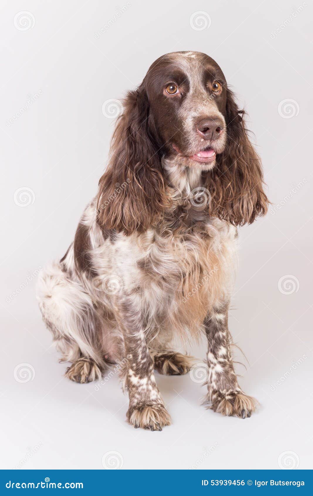 Is The Russian Spaniel A Good Breed Of Dog