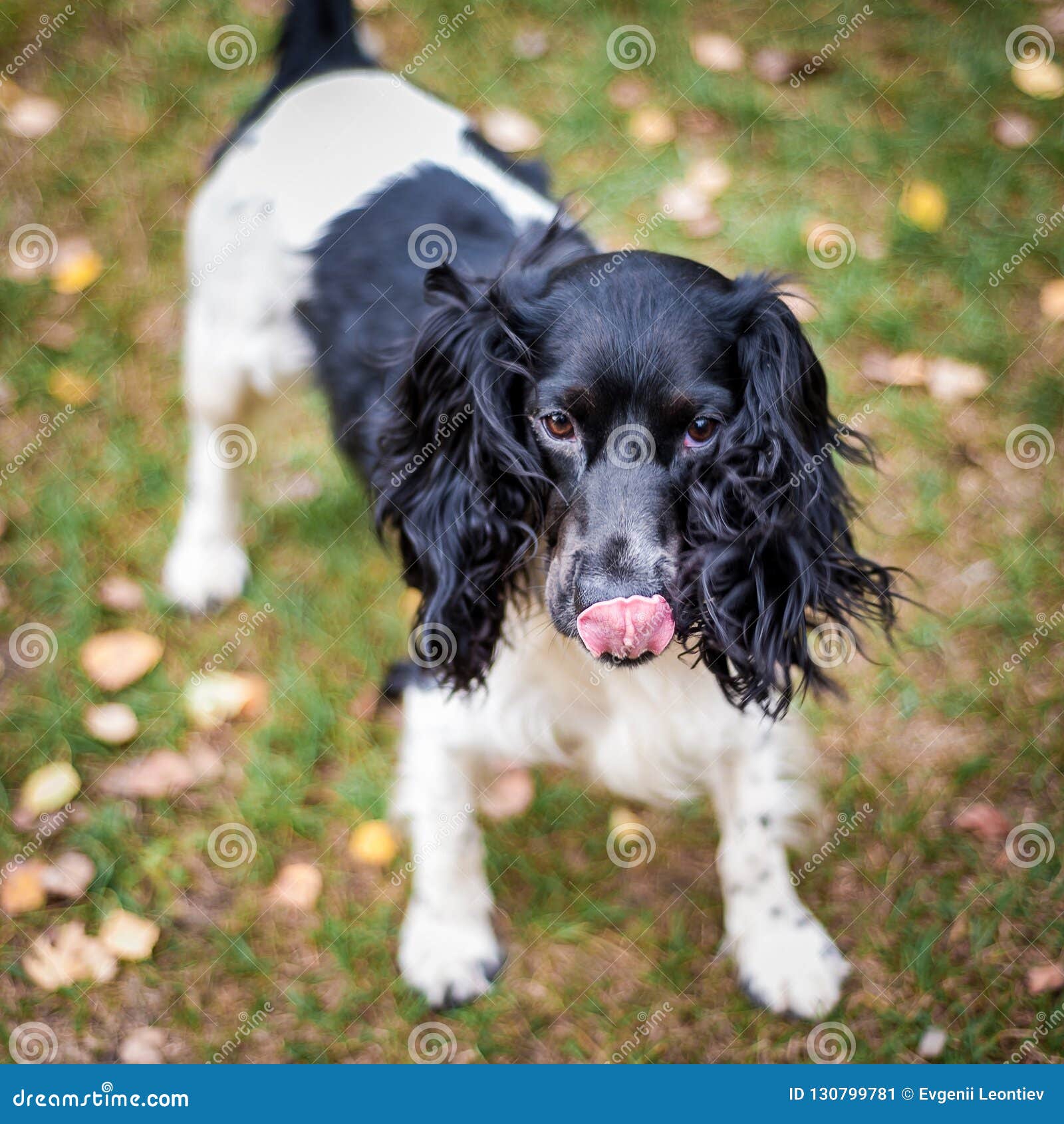 Russian Spaniel Portrait of a Dog Stock Image - Image of black, lively ...
