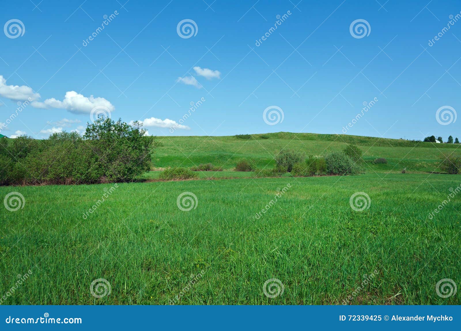 Russian spring meadow stock image. Image of green, flowers - 72339425