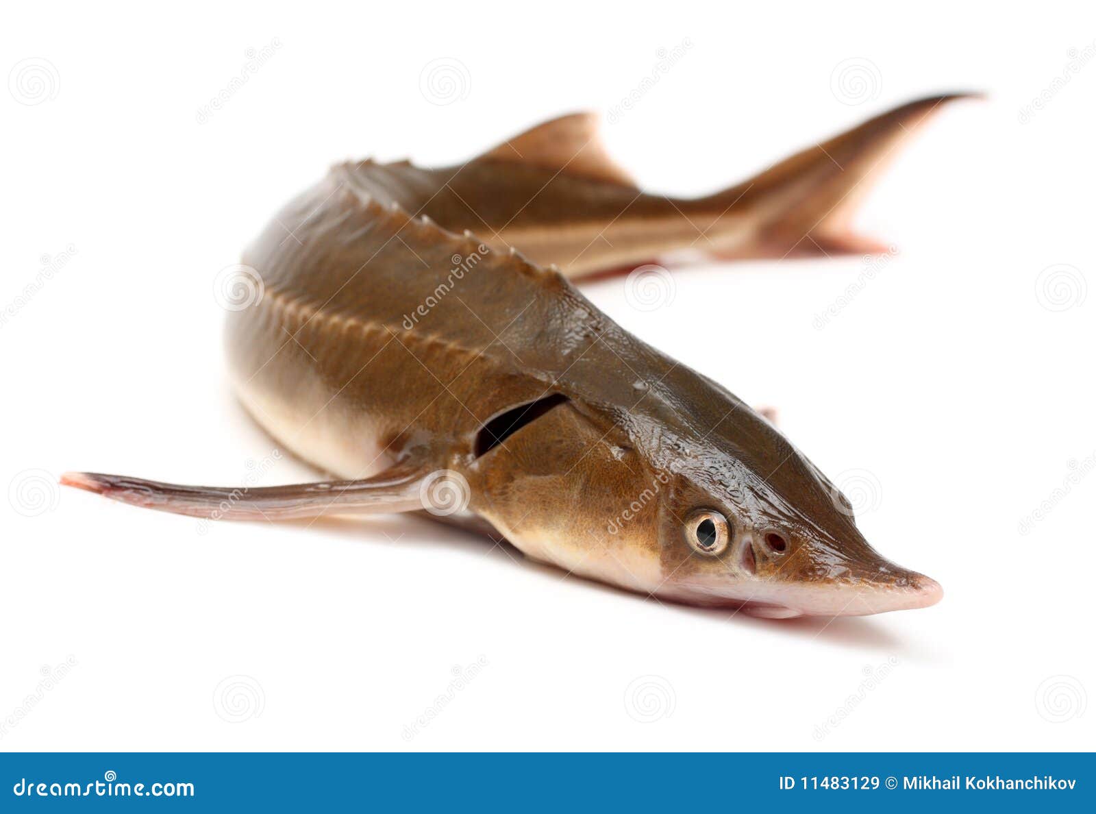 Russian Sturgeon Acipenser Gueldenstaedtii Diamond Sturgeon Or Danube ...