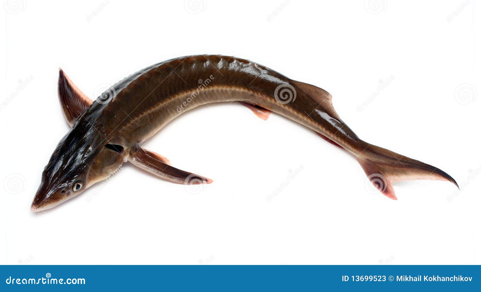 Russian Sturgeon Acipenser Gueldenstaedtii Diamond Sturgeon Or Danube ...