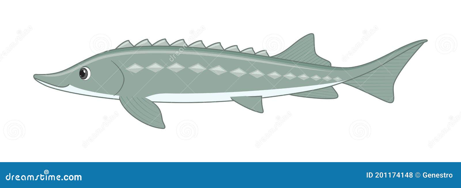 Sturgeon Fish Into Round Fishing Nets Engraving Style. Logo For Fish Or ...