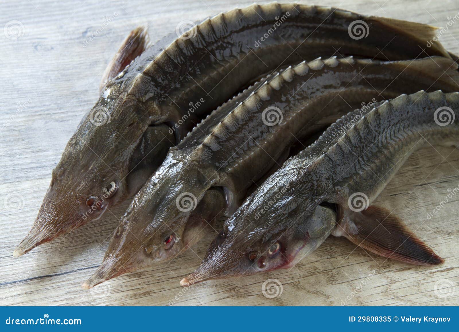 Russian Sturgeon Acipenser Gueldenstaedtii Diamond Sturgeon Or Danube ...