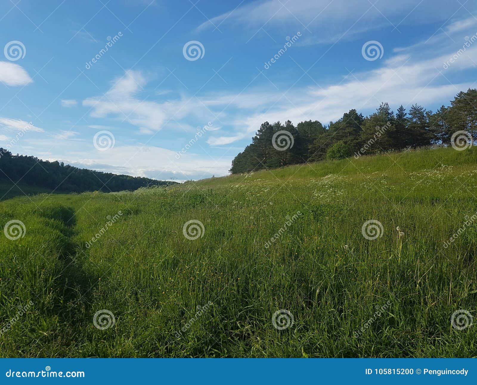 Field stock photo. Image of ecosystem, russian, vegetation - 105815200