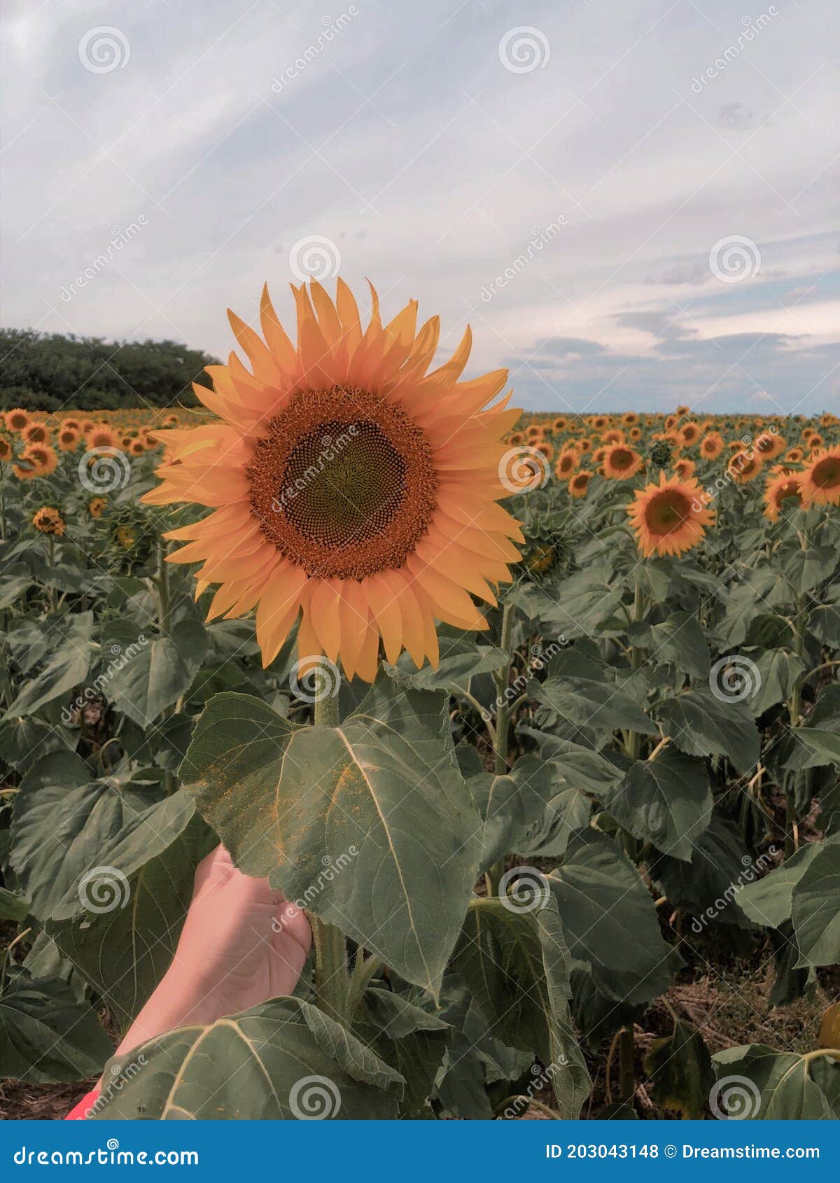 Russian sunflower fields stock photo. Image of vegetable - 203043148