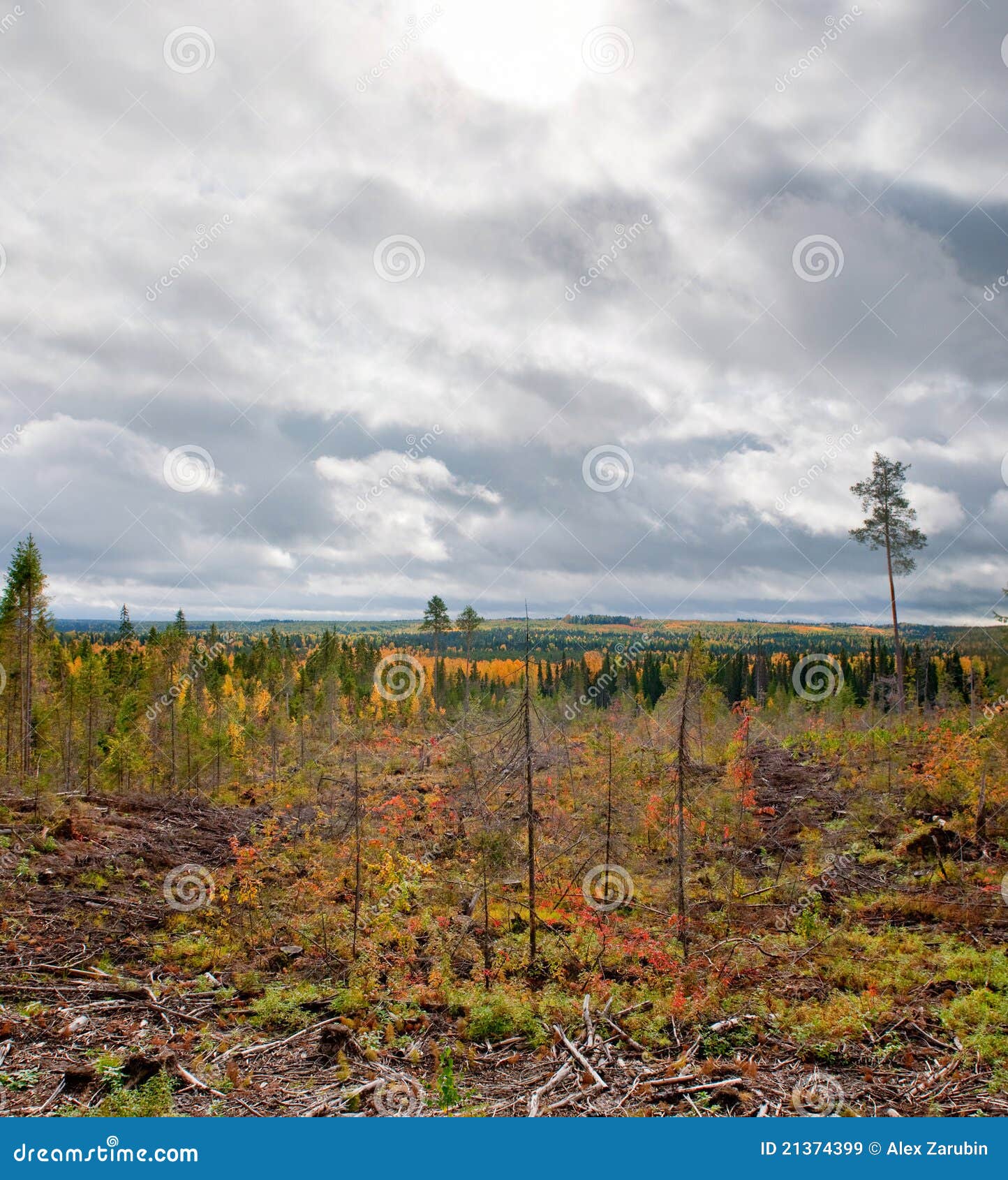 5,372 Taiga Russian Siberia Stock Photos - Free & Royalty-Free Stock ...