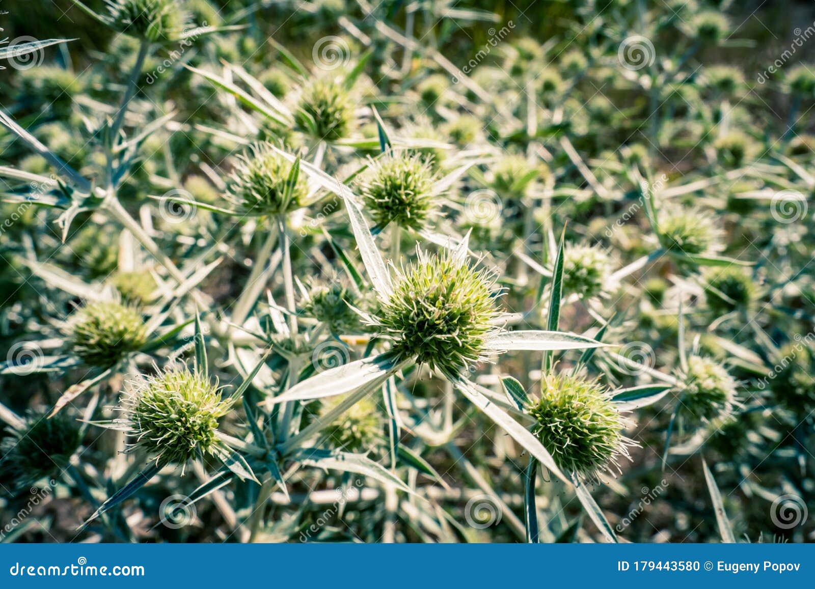 Russian Thistle Flower at the Field. Stock Photo - Image of flora ...