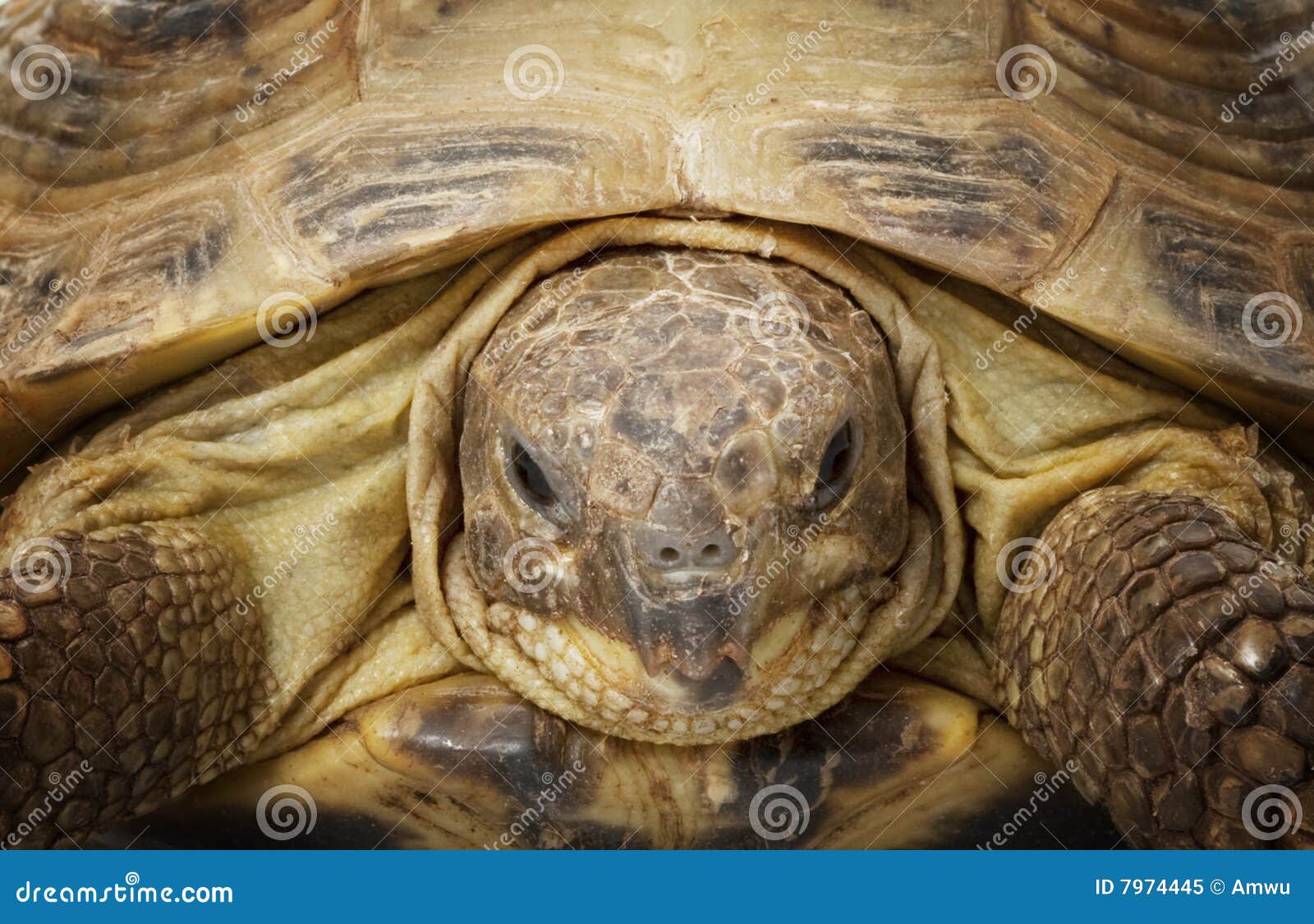 Russian Tortoise stock image. Image of wildlife, shell - 7974445