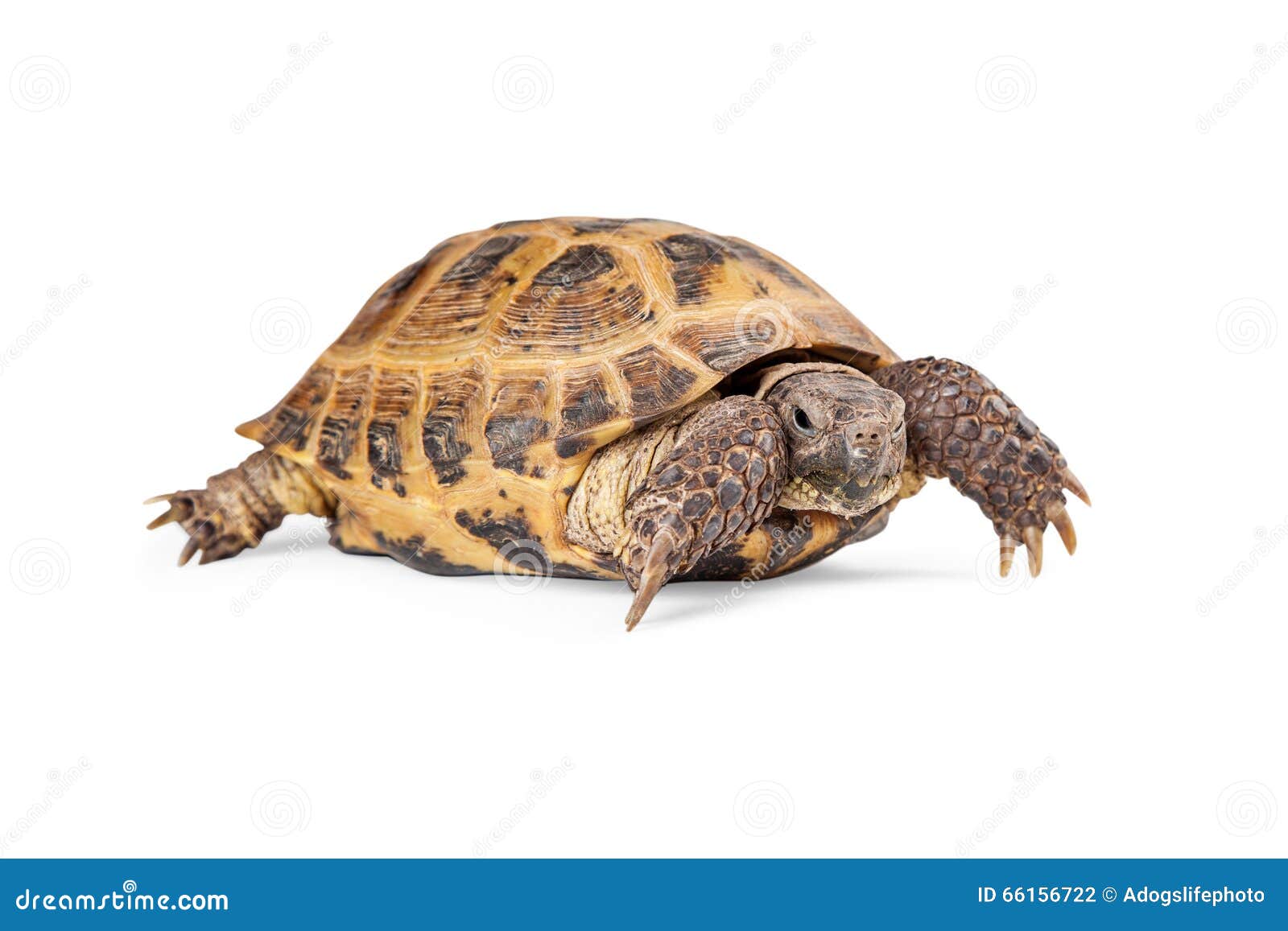 Russian Tortoise Crawling on White Stock Photo - Image of domestic ...