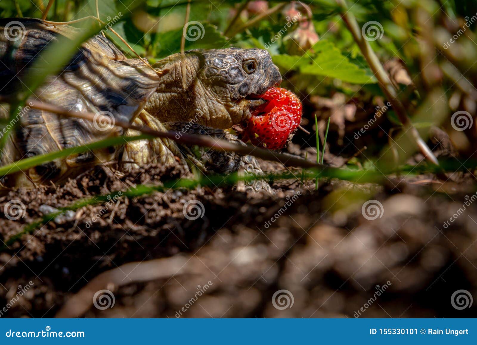 Turtle Eating Strawberry Stock Images - Download 7 Royalty Free Photos