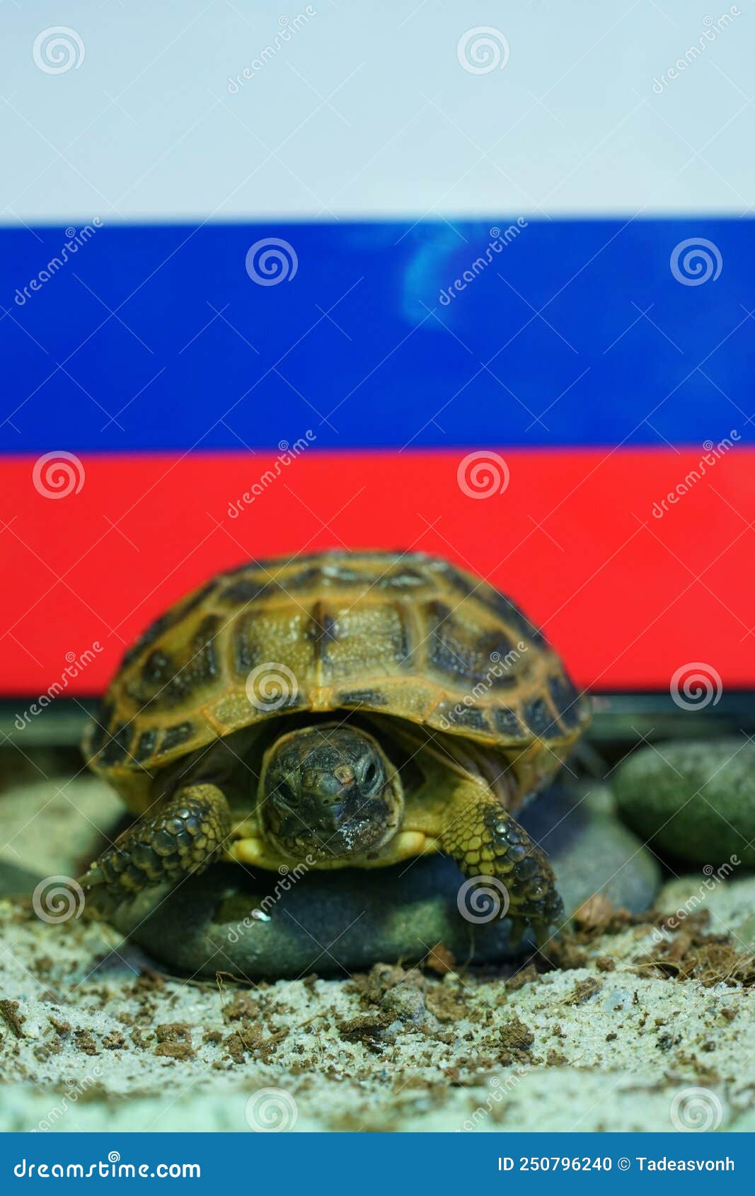 Russian Tortoise with Russian Flag 4 Stock Photo - Image of reptilian ...