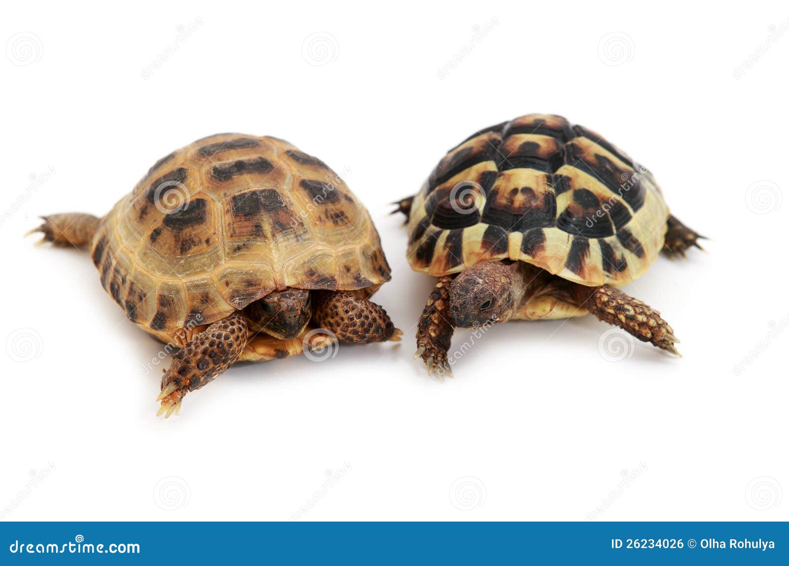 Russian Tortoise And Hermann S Tortoise On White Stock Photo - Image of ...