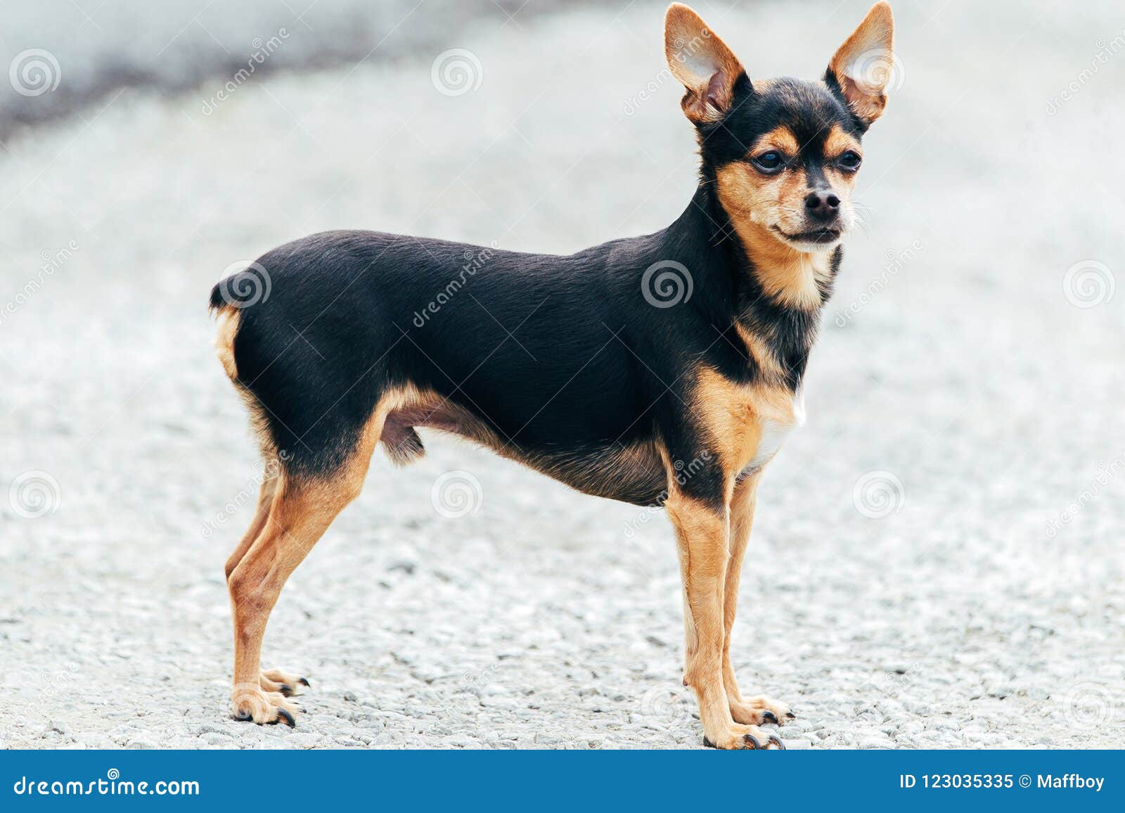 Russian toy-terrier stock image. Image of young, eyes - 123035335