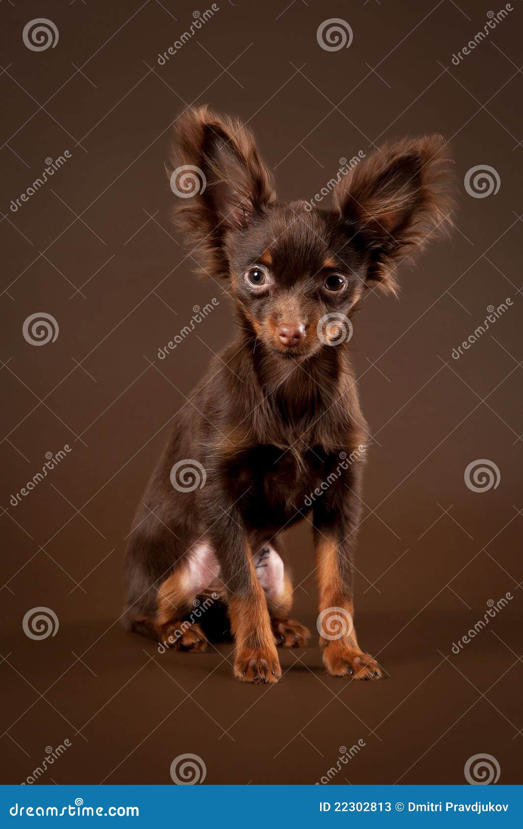 Russian toy terrier puppy stock image. Image of color - 22302813