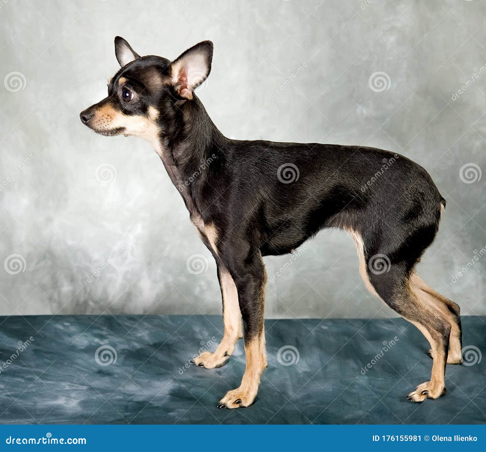 Russian toy terrier stock image. Image of studio, pedigree - 176155981