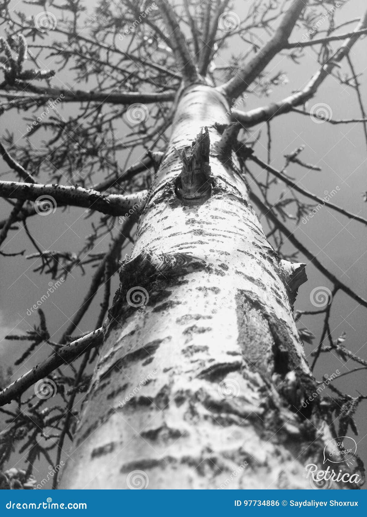 Russian trees stock photo. Image of branch, woodland - 97734886