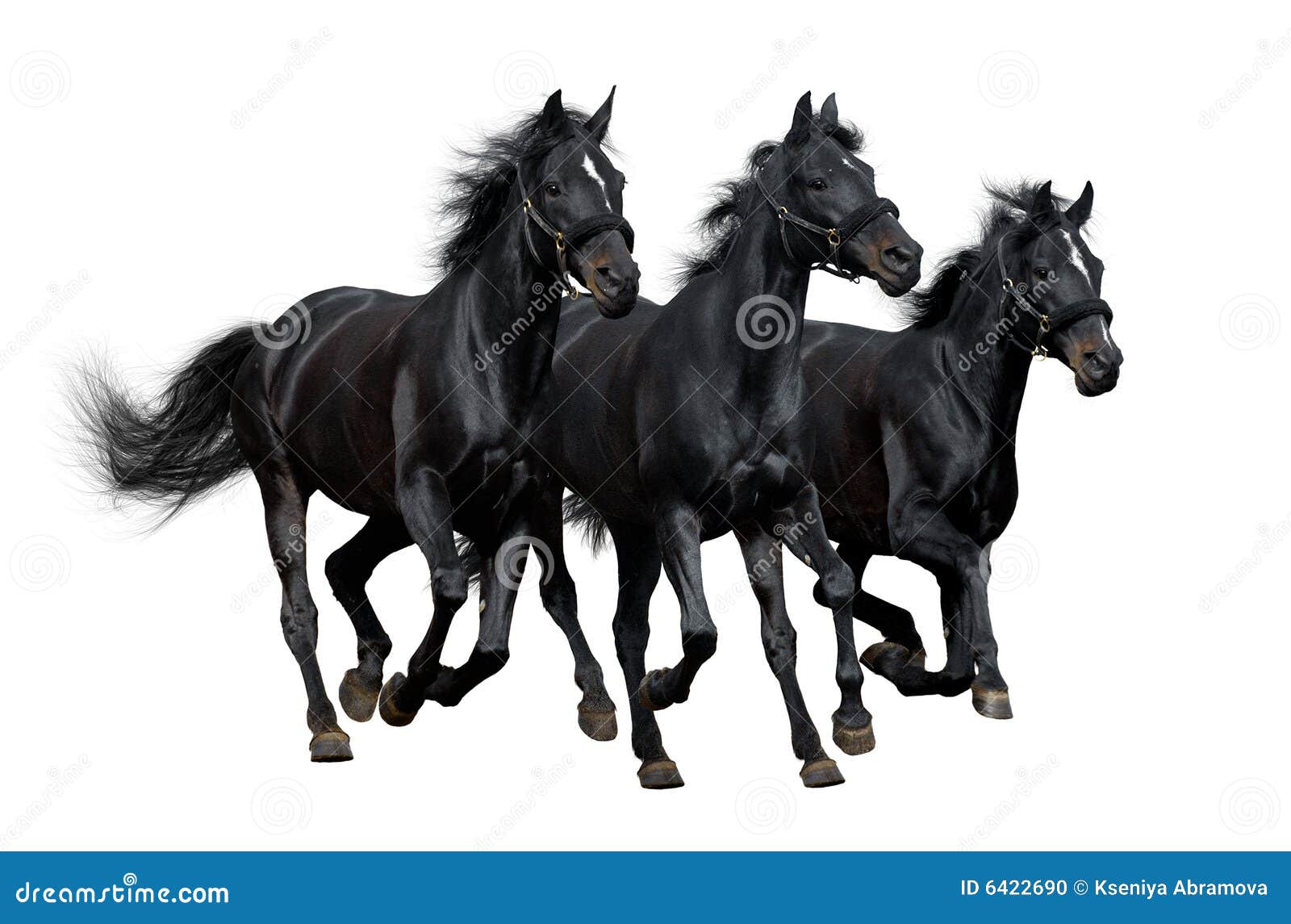 Russian troika stock photo. Image of black, equestrian - 6422690