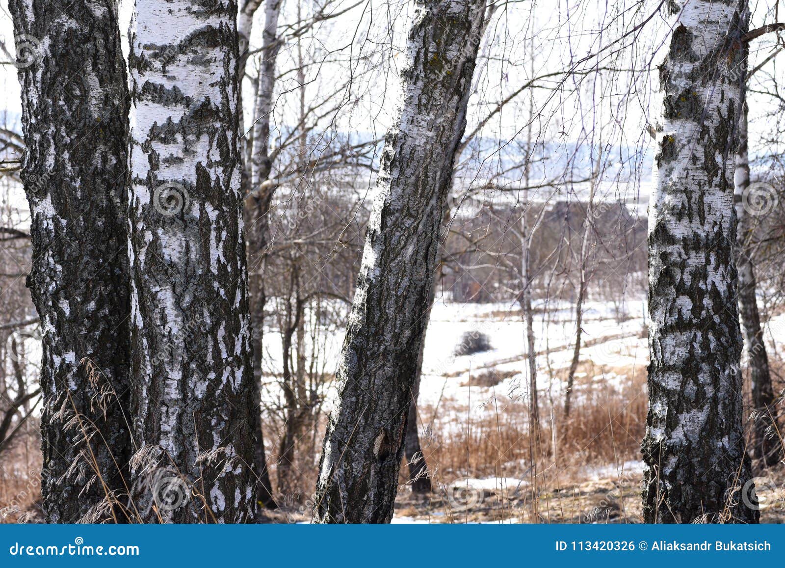 Russian Trunks of Birch Trees Stand in the Field in the Spring Stock ...