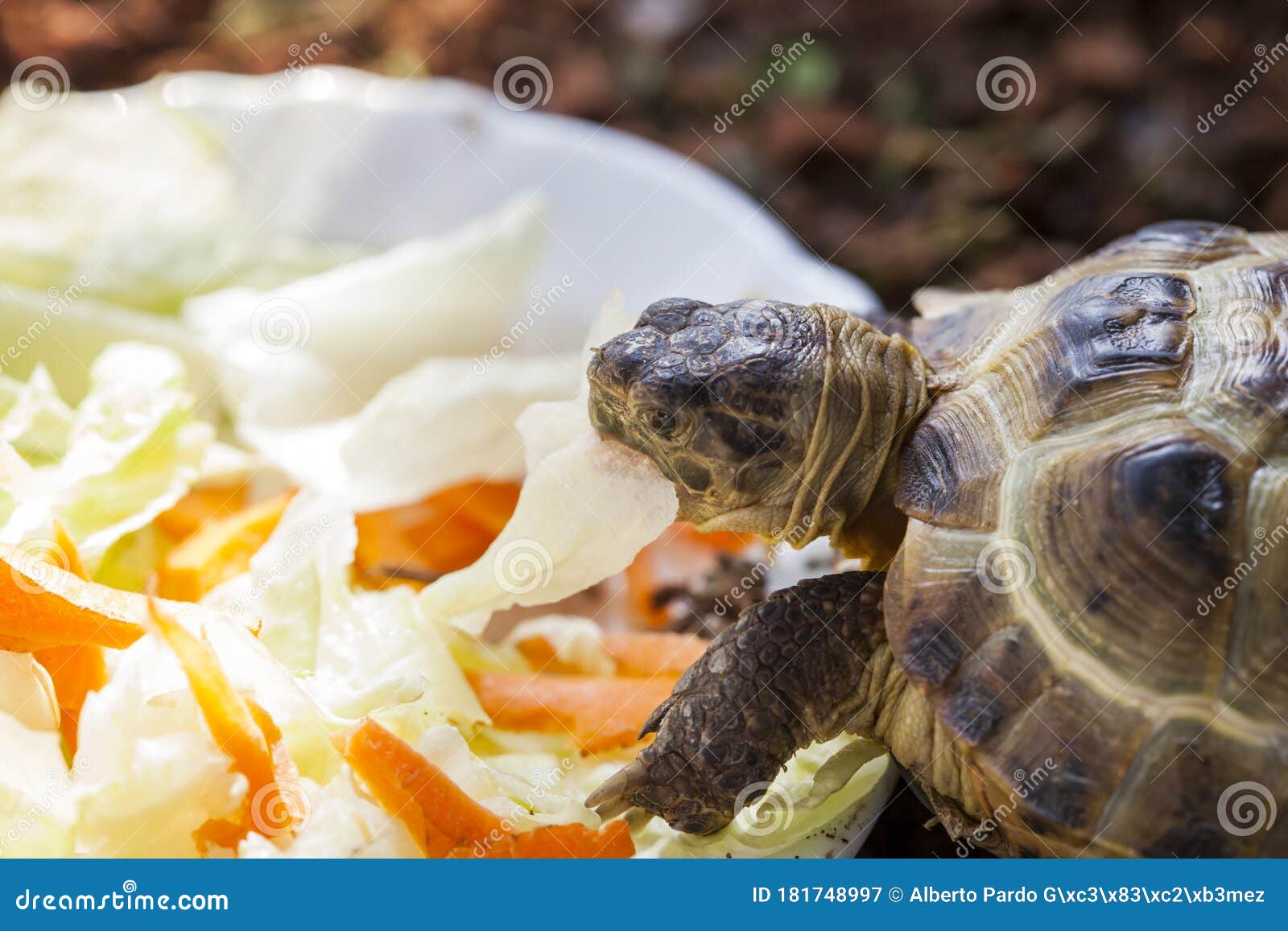 Russian Turtle Eating Vegetables in the Sun Stock Image - Image of ...
