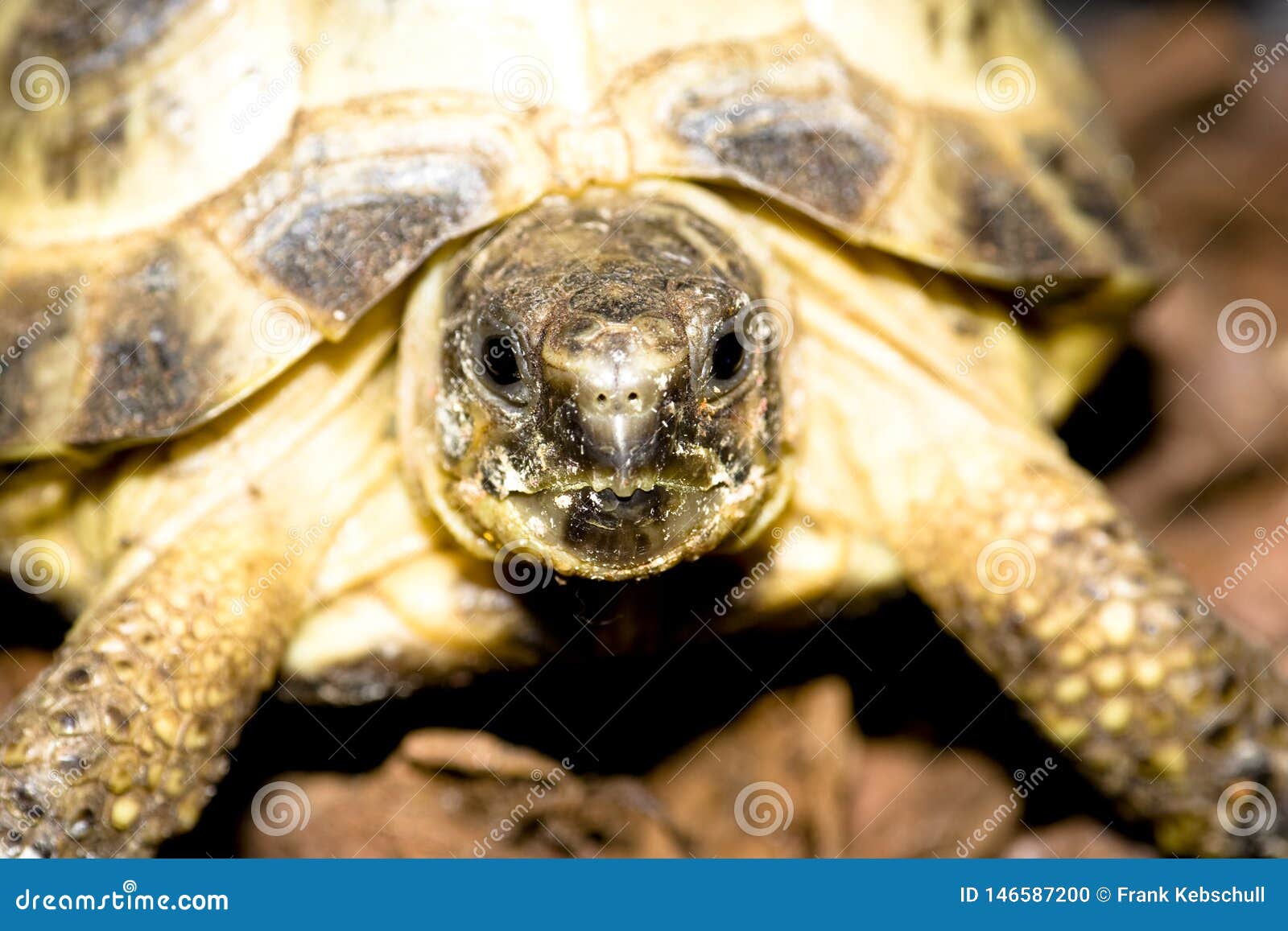 Russian turtle stock photo. Image of nature, russian - 146587200
