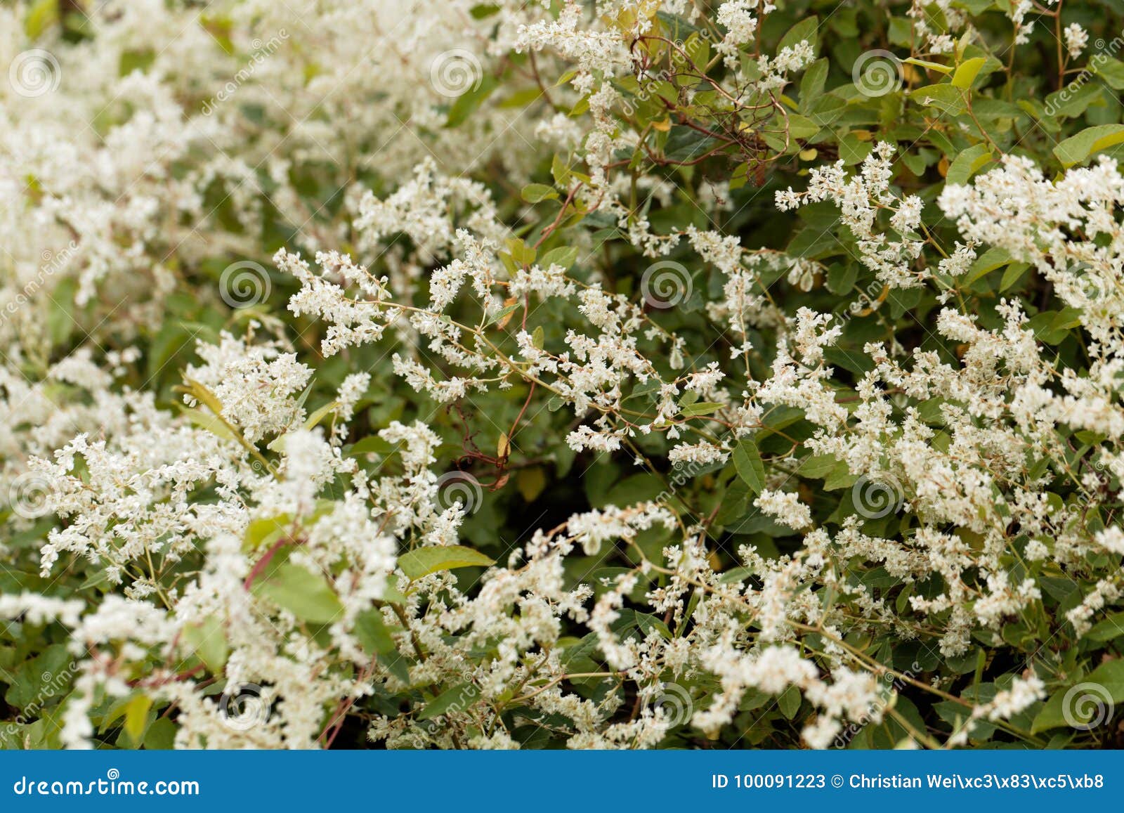 Russian Vine Fallopia Baldschuanica Stock Image - Image of close ...