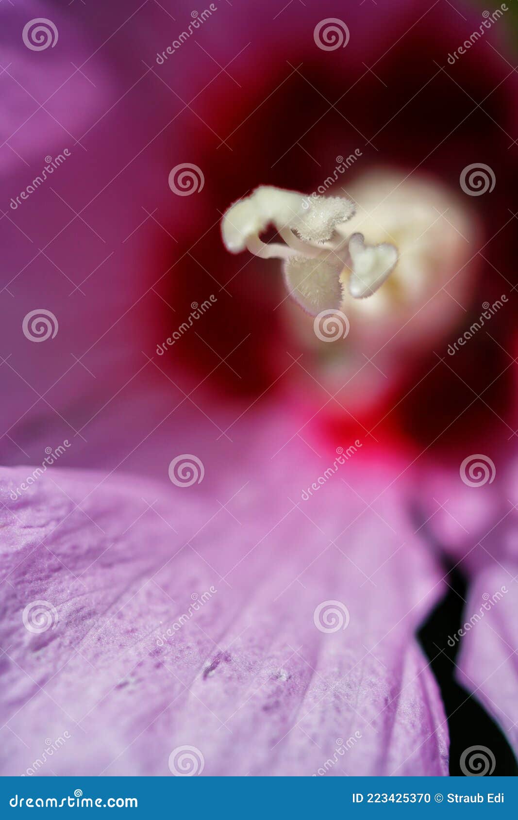 Russian Violet closeup stock photo. Image of purple - 223425370