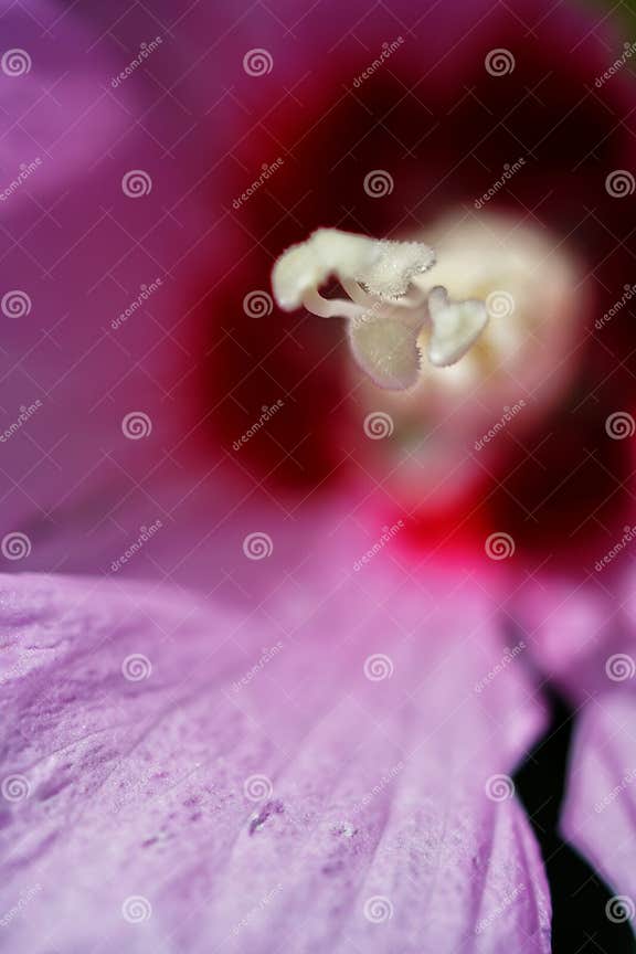 Russian Violet closeup stock photo. Image of purple - 223425370