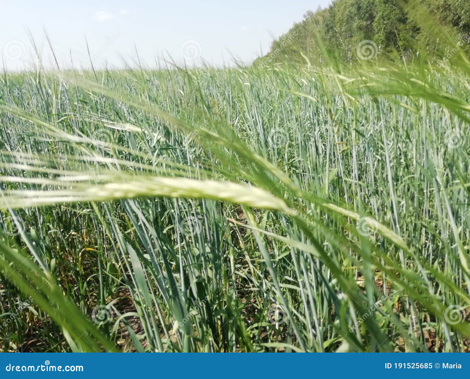 Russian wheat field stock image. Image of tree, plant - 191525685